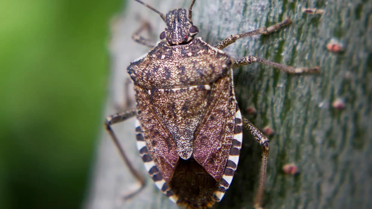 Brown Marmorated Stink Bug (BMSB) Season 2025-26 - Across the Ocean ...